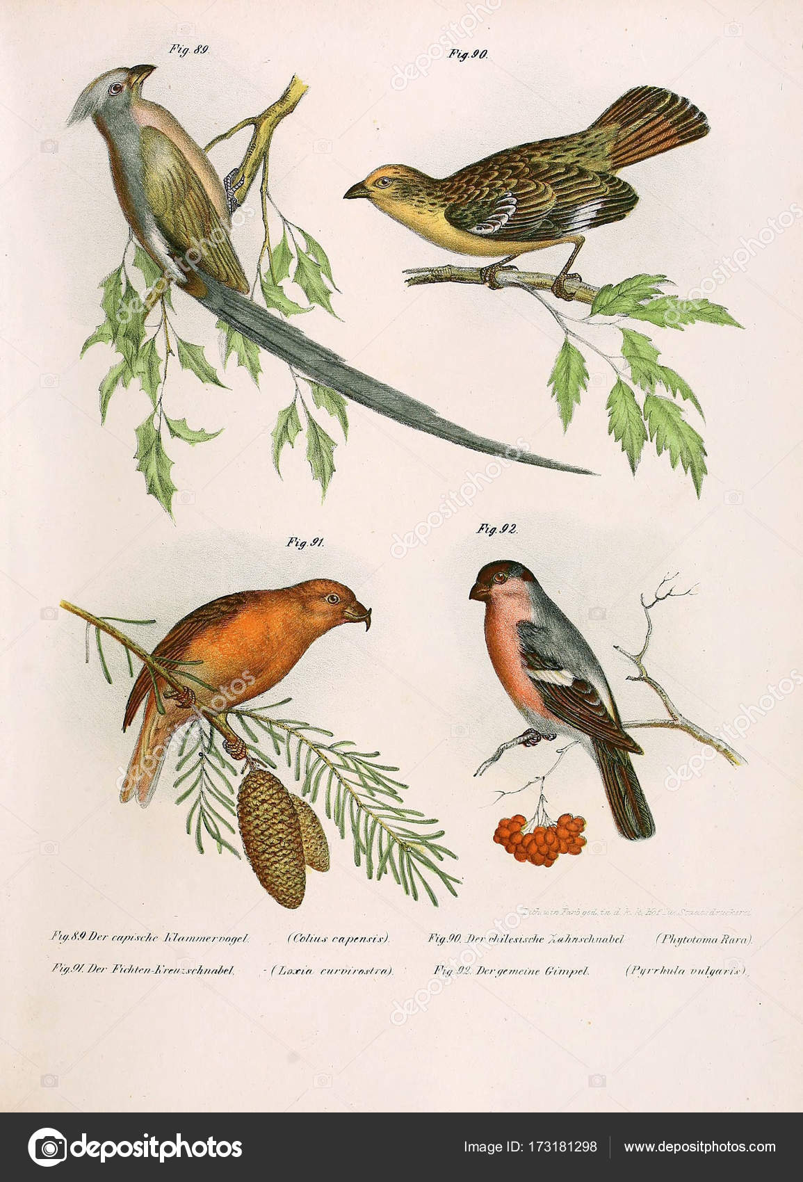 Vintage Bird Illustration Public Domain