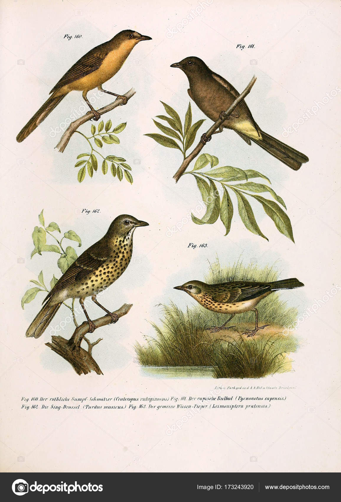 Vintage Bird Illustration Public Domain