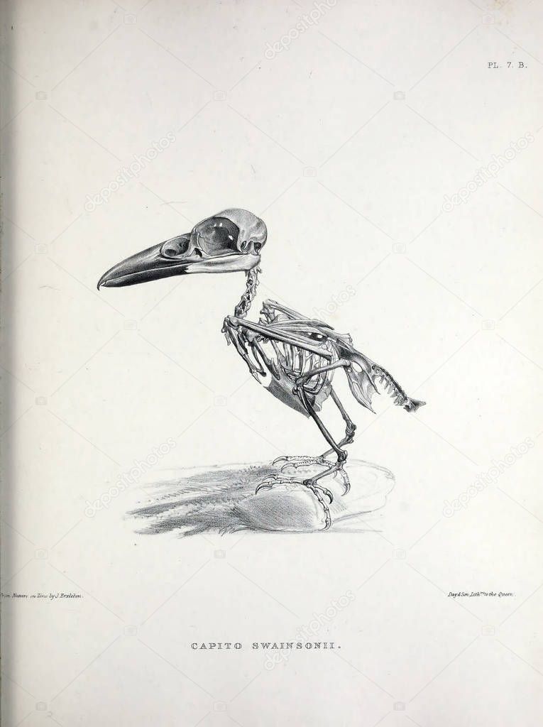El esqueleto de un pájaro, ilustración. Osteologia avium, o, Un ...
