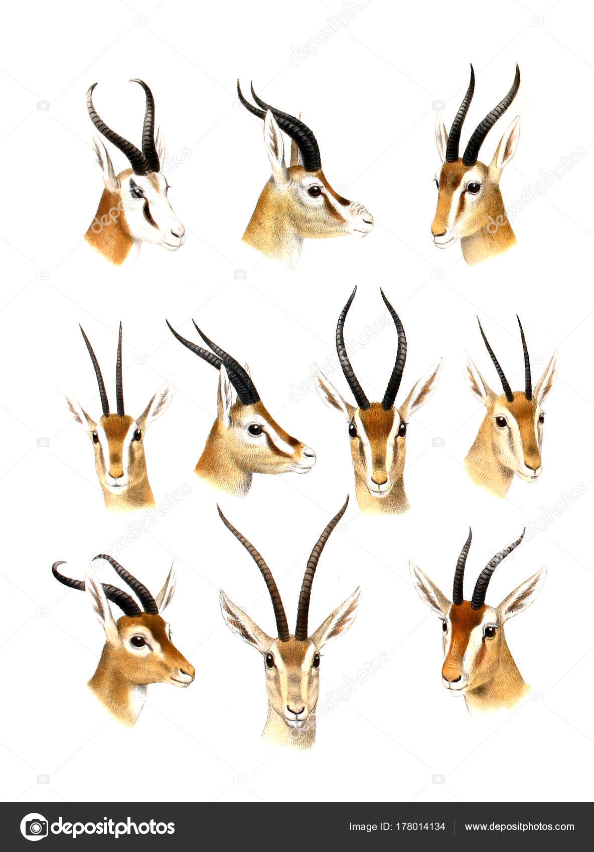 All Images Of Cloven Footed Animals