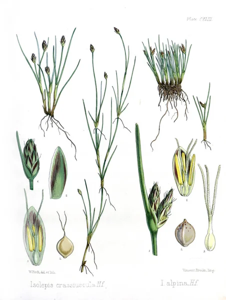 Subphylum angiosperms images libres de droit, photos de Subphylum ...