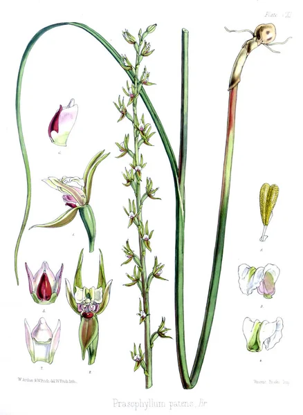 Subphylum angiosperms Stock Photos, Royalty Free Subphylum angiosperms ...