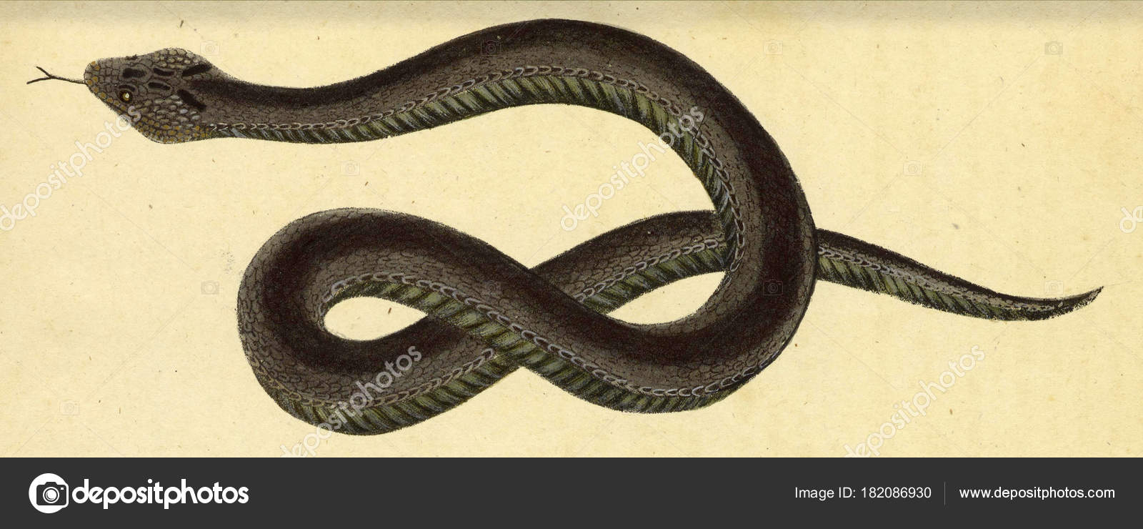 Illustration Reptile Fauna Boica Oder Gemeinnutzige Naturgeschichte ...