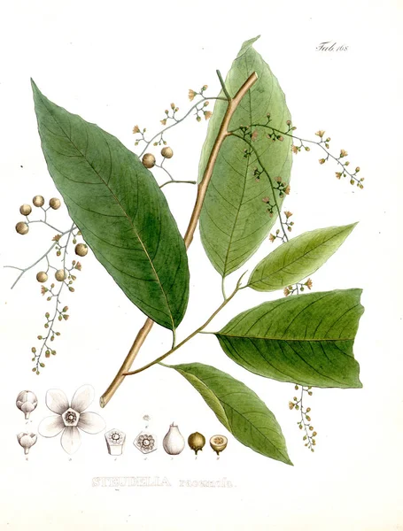 Cochlearia officinalis Stock Photos, Royalty Free Cochlearia ...