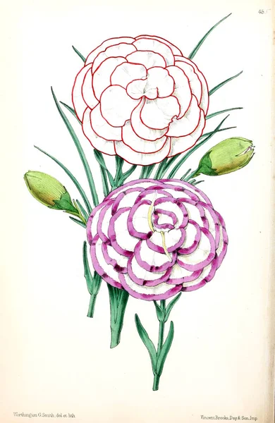 Illustration of a flower. The Floral magazine; comprising figures and ...