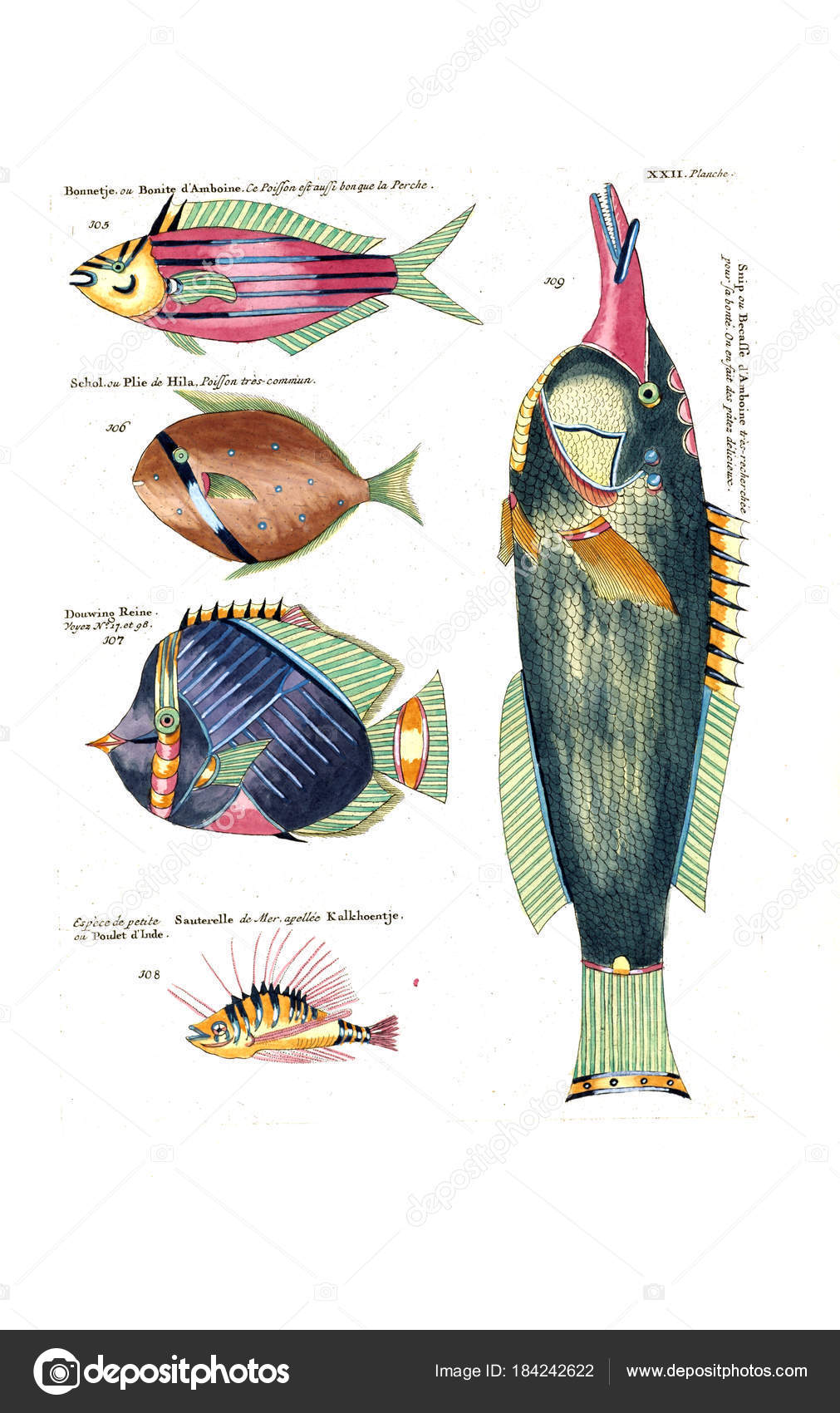 Illustration Fish Poissons Ecrevisses Crabes Diverses Couleurs Figures ...