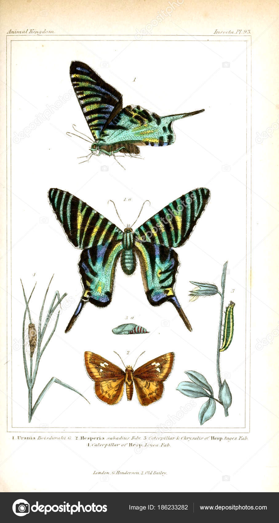 Illustration Insects Animal Kingdom Arranged According Its Organization ...