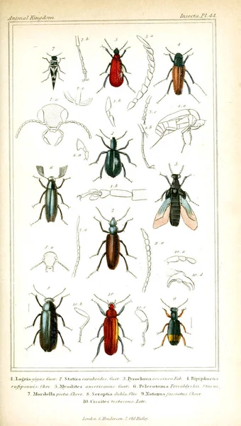 Illustration of insects. The animal kingdom, arranged according to its ...