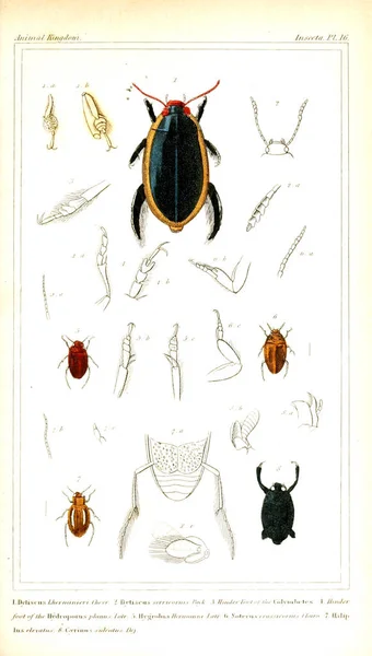 Illustration of insects. The animal kingdom, arranged according to its ...