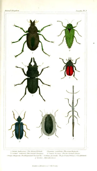 Illustration of insects. The animal kingdom, arranged according to its ...