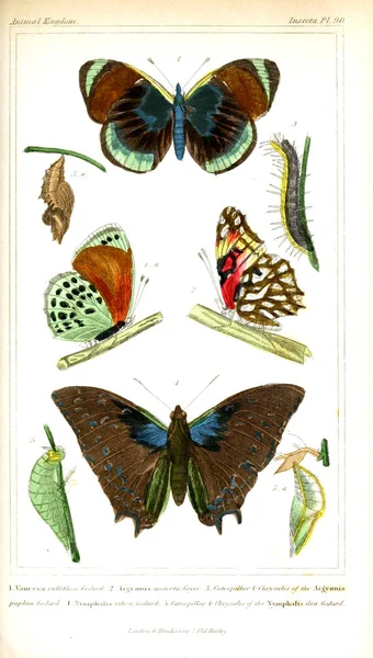 Illustration of insects. The animal kingdom, arranged according to its ...