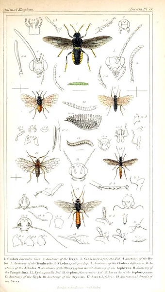 Illustration of insects. The animal kingdom, arranged according to its ...