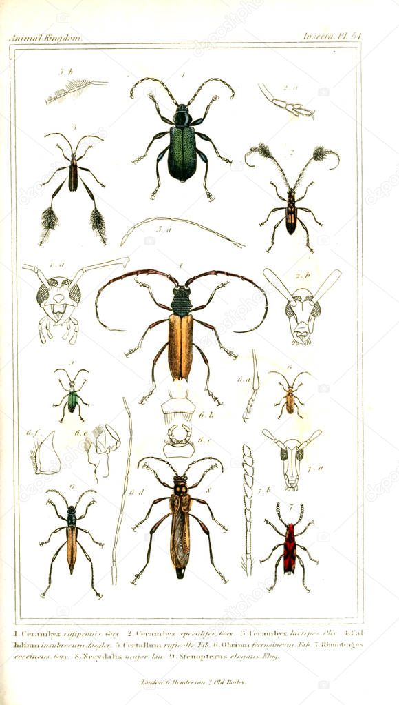 Ilustración de insectos. El reino animal, dispuesto según su ...