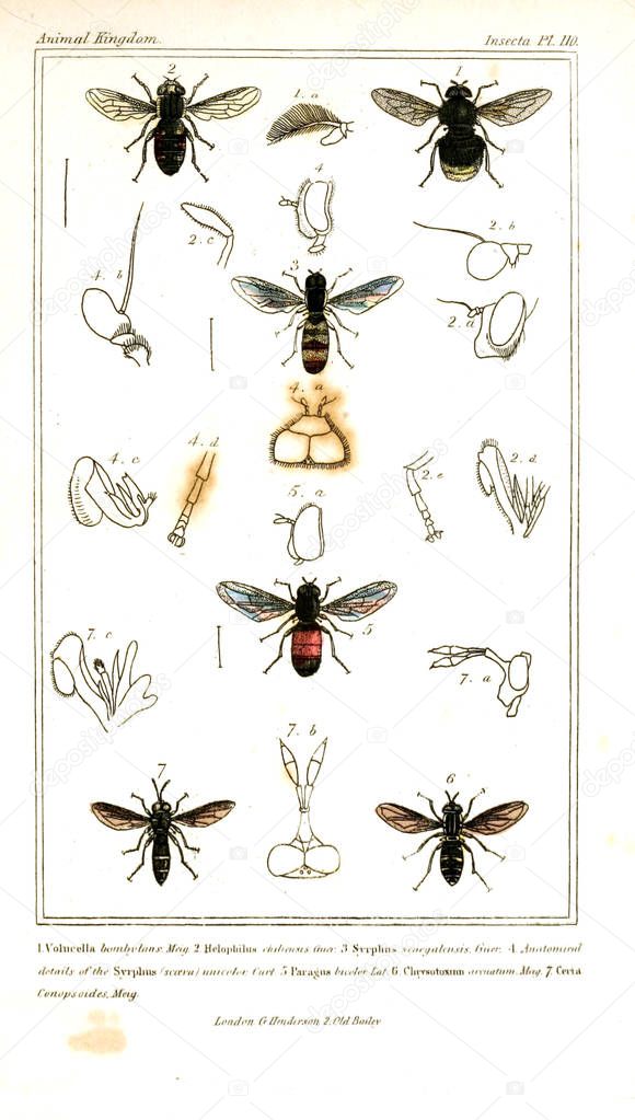 Ilustración de insectos. El reino animal, dispuesto según su ...