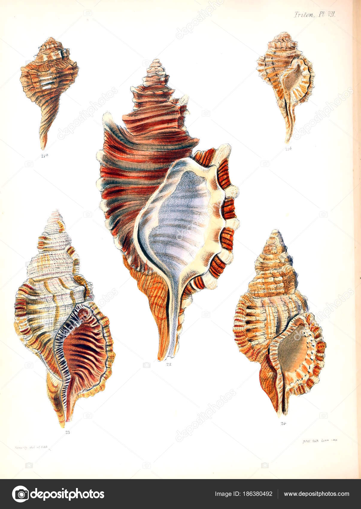 Illustration Seashells Conchologia Iconica Illustrations Shells ...