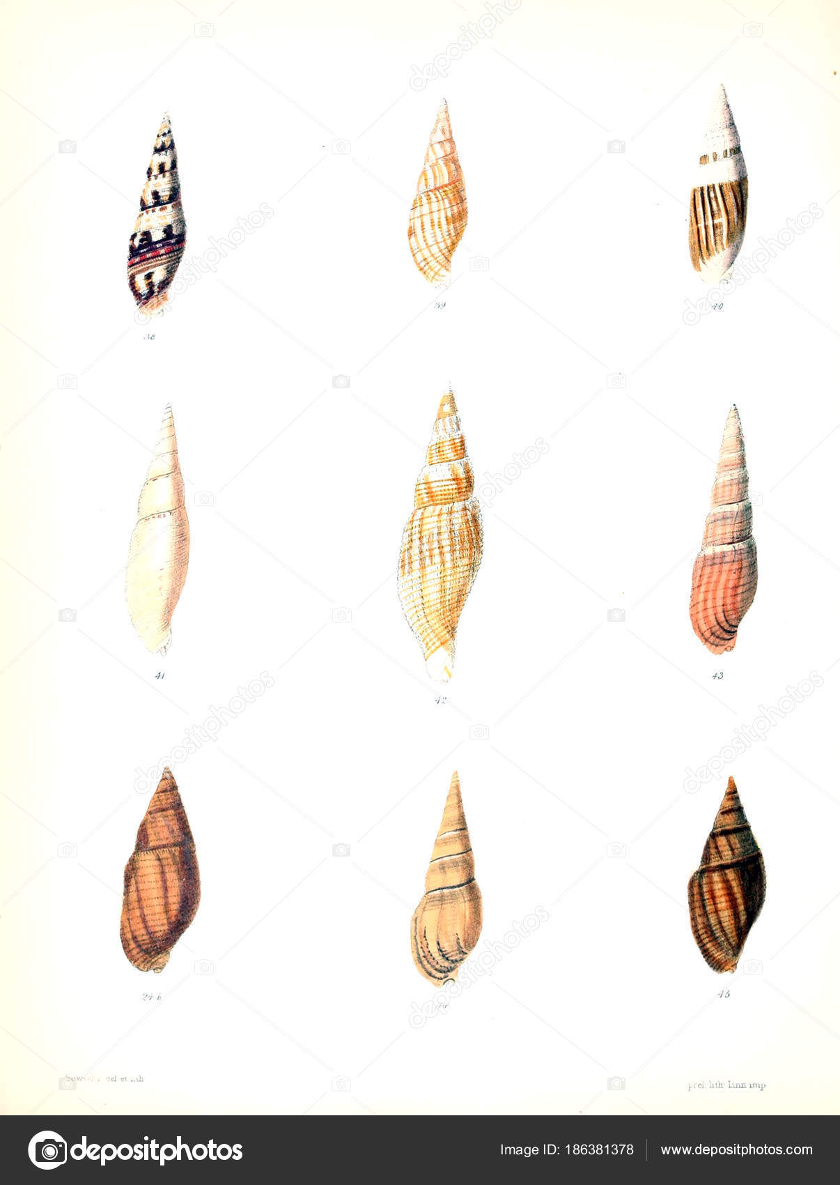 Illustration Seashells Conchologia Iconica Illustrations Shells ...