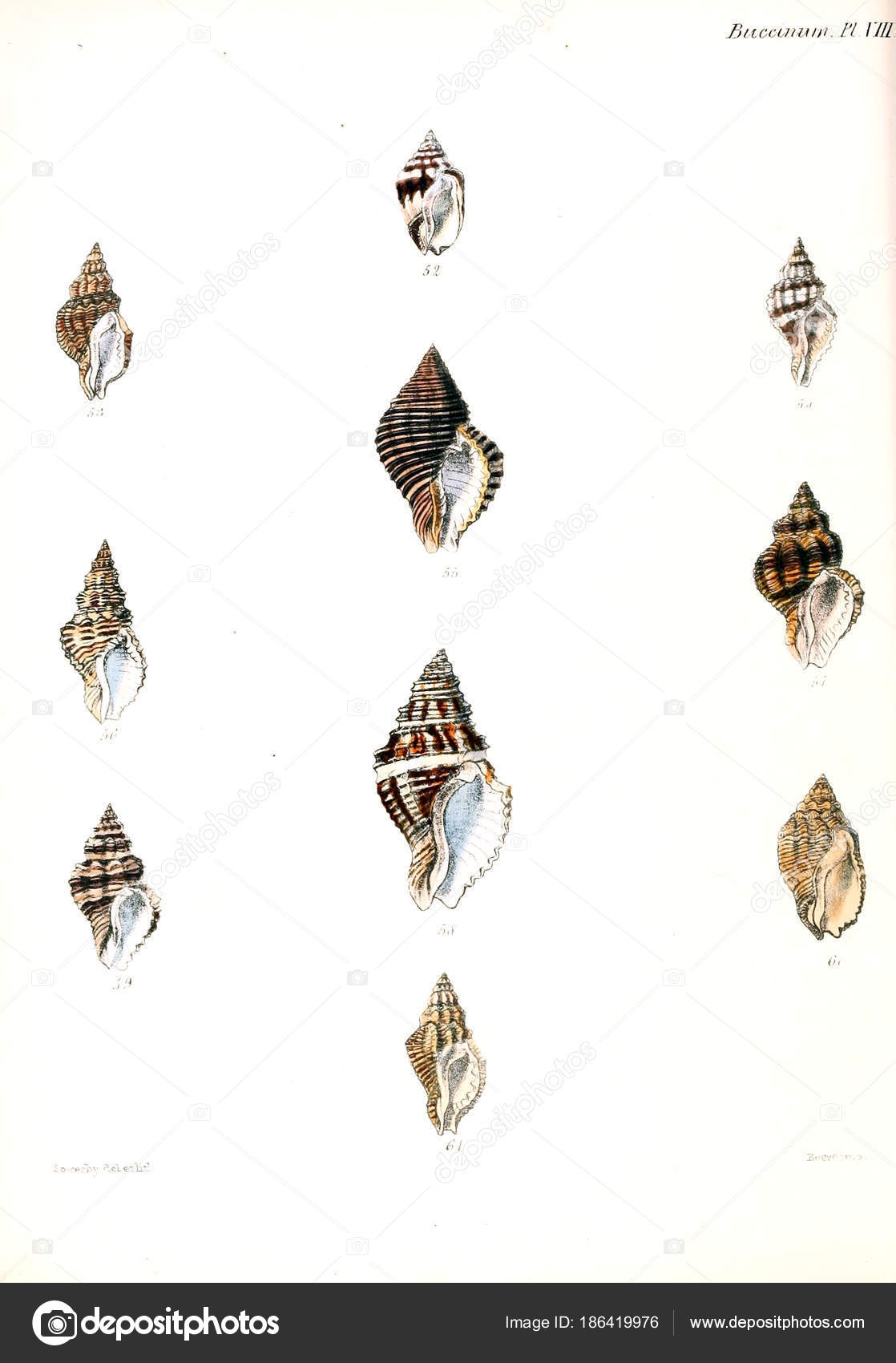Illustration Seashells Conchologia Iconica Illustrations Shells ...