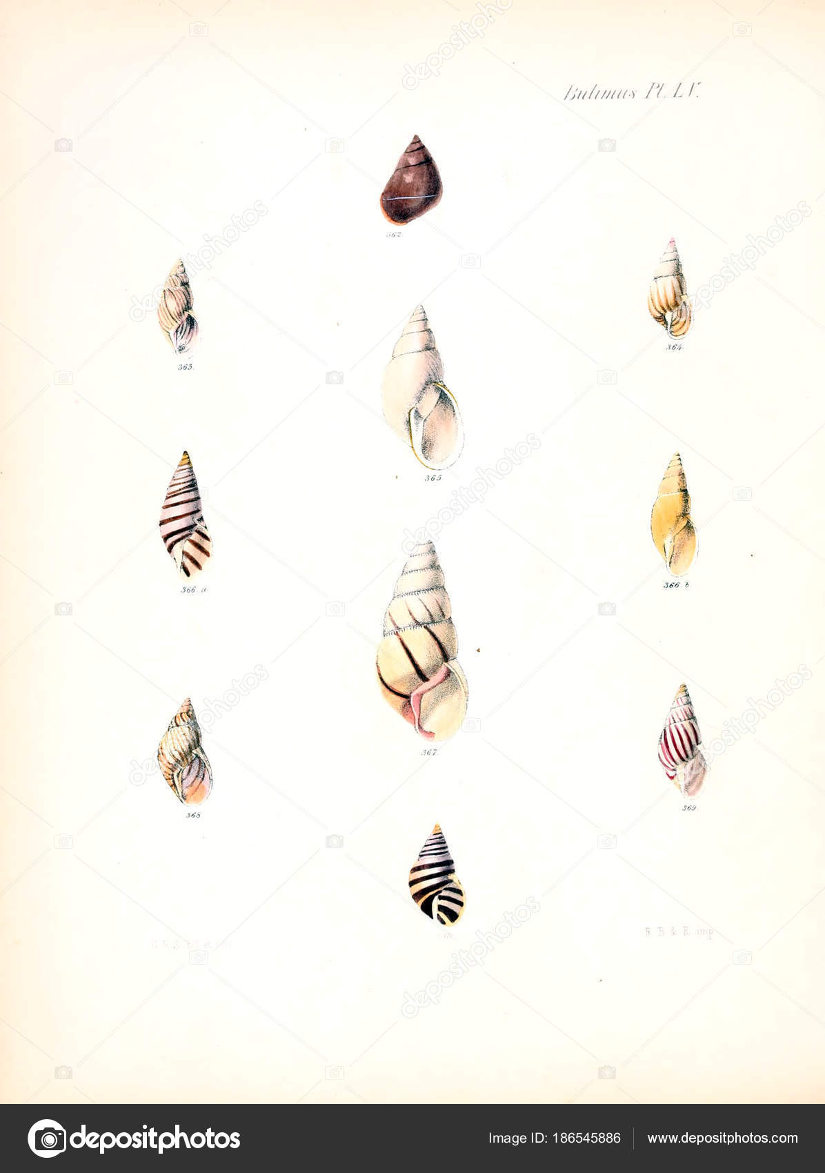 Illustration Seashells Conchologia Iconica Illustrations Shells ...