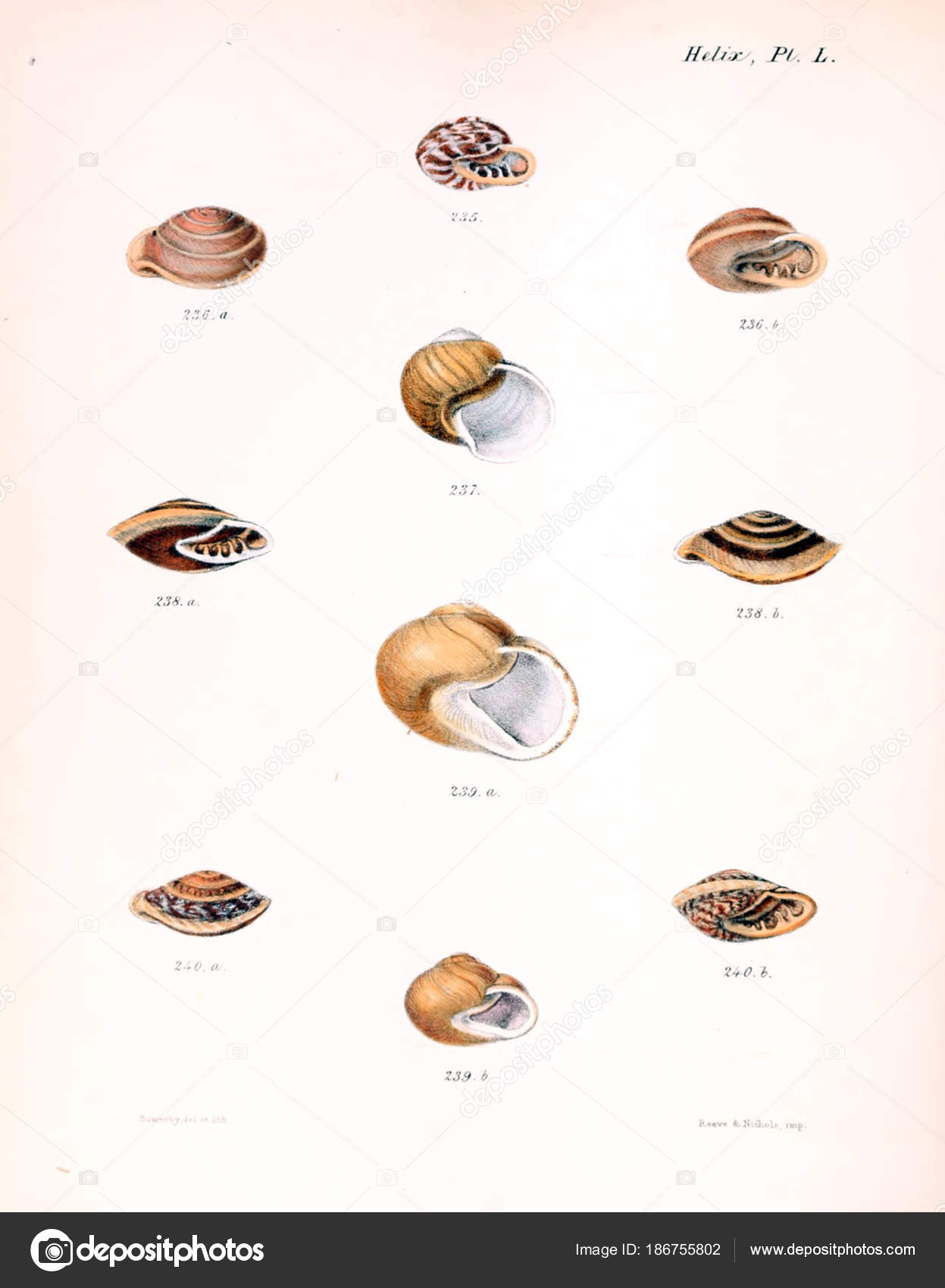 Illustration Seashells Conchologia Iconica Illustrations Shells ...