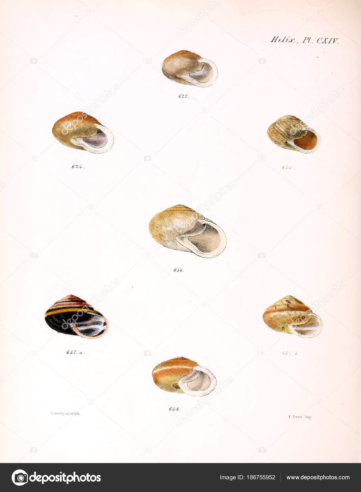 Illustration Seashells Conchologia Iconica Illustrations Shells ...