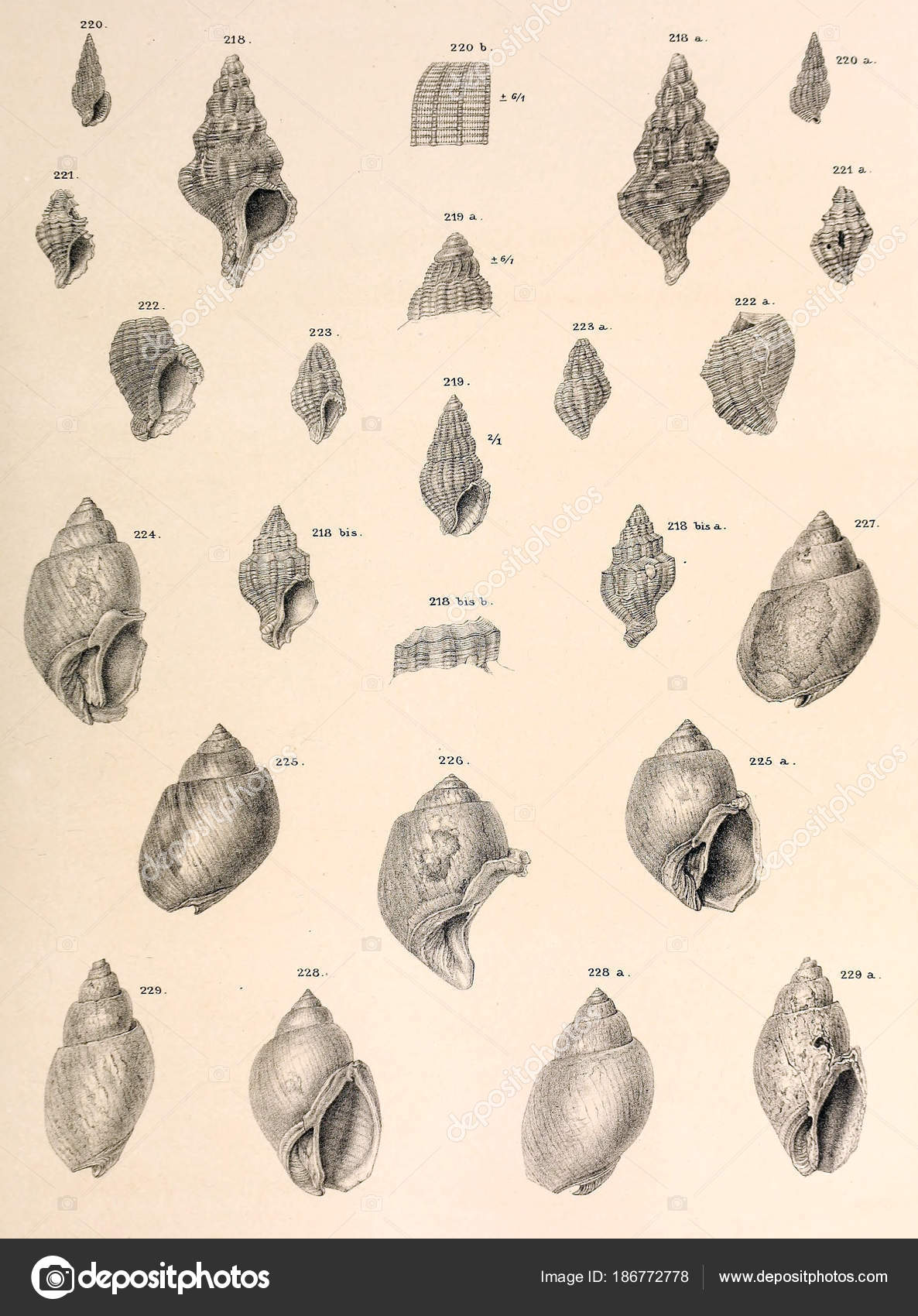 Fossil Shells Old Vintage Pictures — Stock Photo © ruskpp #186772778