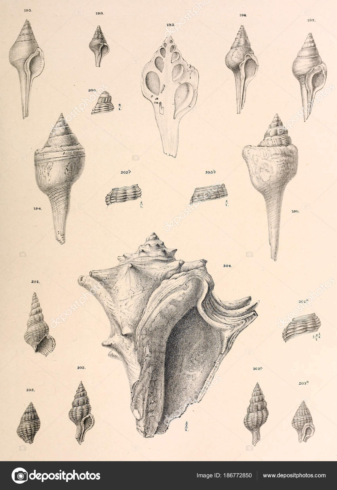 Fossil Shells Old Vintage Pictures Stock Illustration by ©ruskpp #186772850