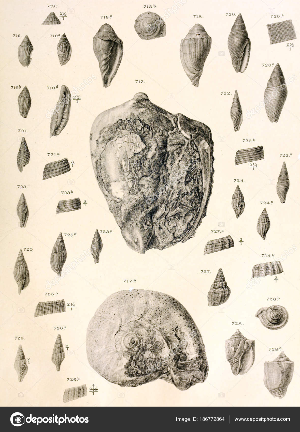 Fossil Shells Old Vintage Pictures Stock Illustration by ©ruskpp #186772864
