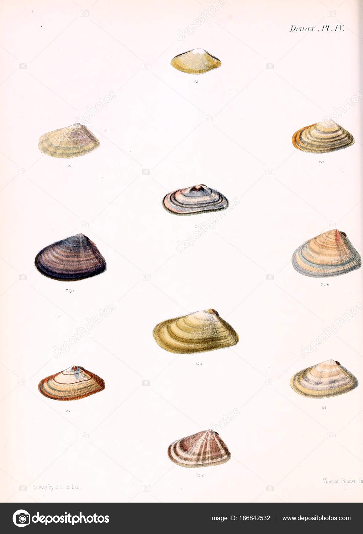 Illustration Seashells Conchologia Iconica Illustrations Shells ...