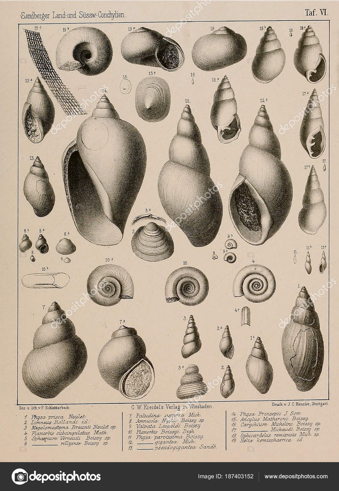 Fossil Shells Old Vintage Pictures — Stock Photo © ruskpp #187403152