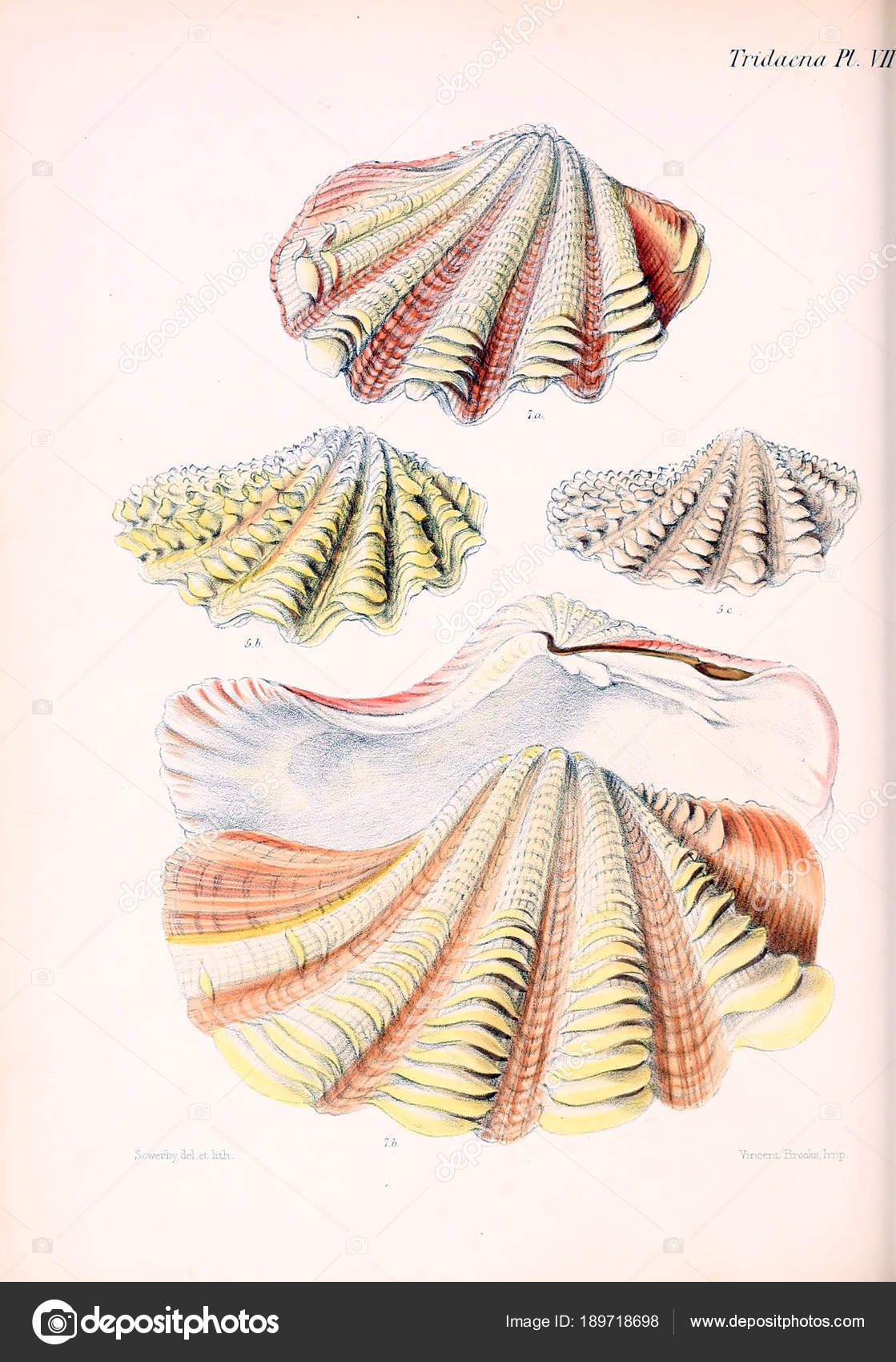Illustration Seashells Conchologia Iconica Illustrations Shells ...