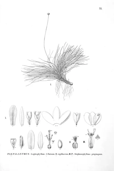 Cariosside Foto Stock, Cariosside Immagini | Depositphotos