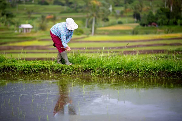 14,475 Rice field work Stock Photos, Rice field work Images ...