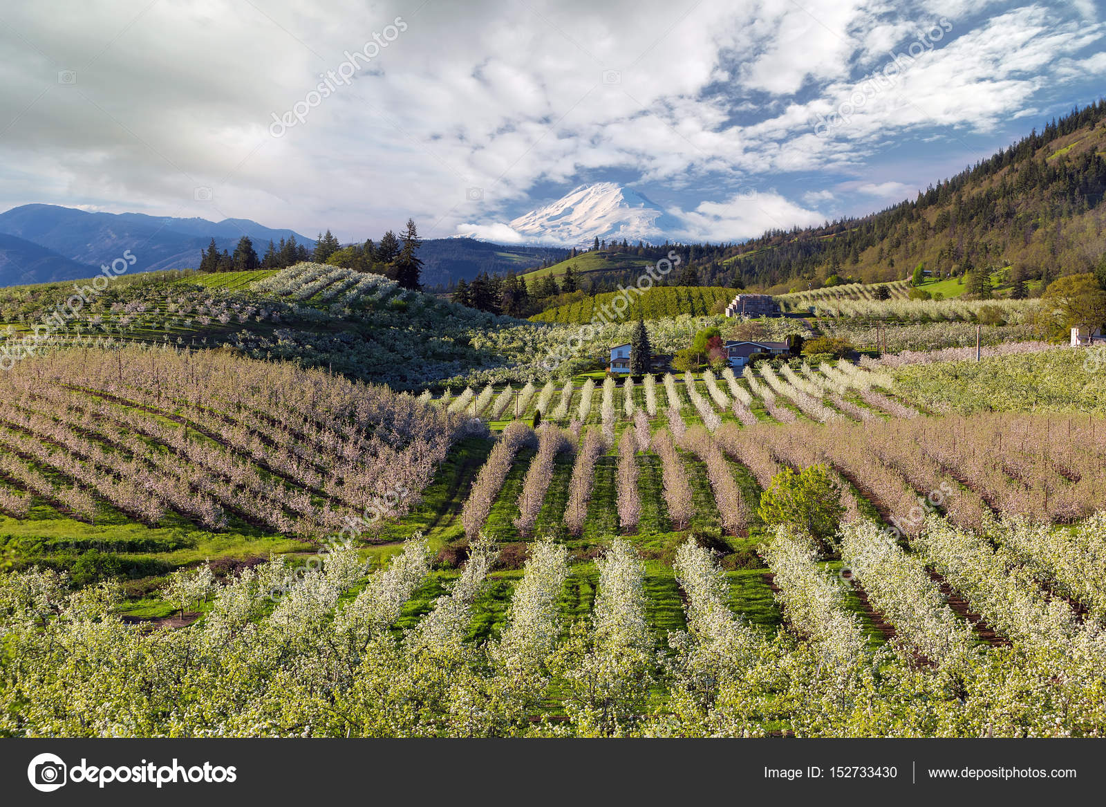 Hood River Pear Orchards on a Cloudy Day with snow covered Mt. Adams in ...