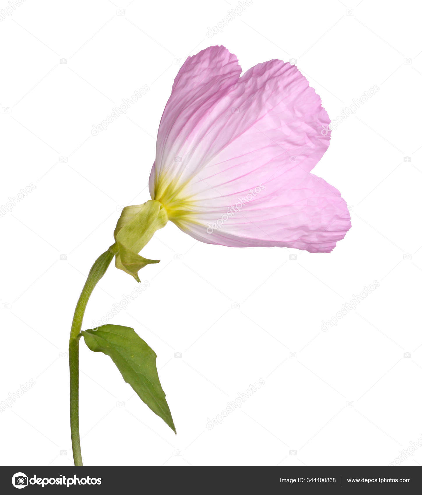 Pink Evening Primrose Drawing