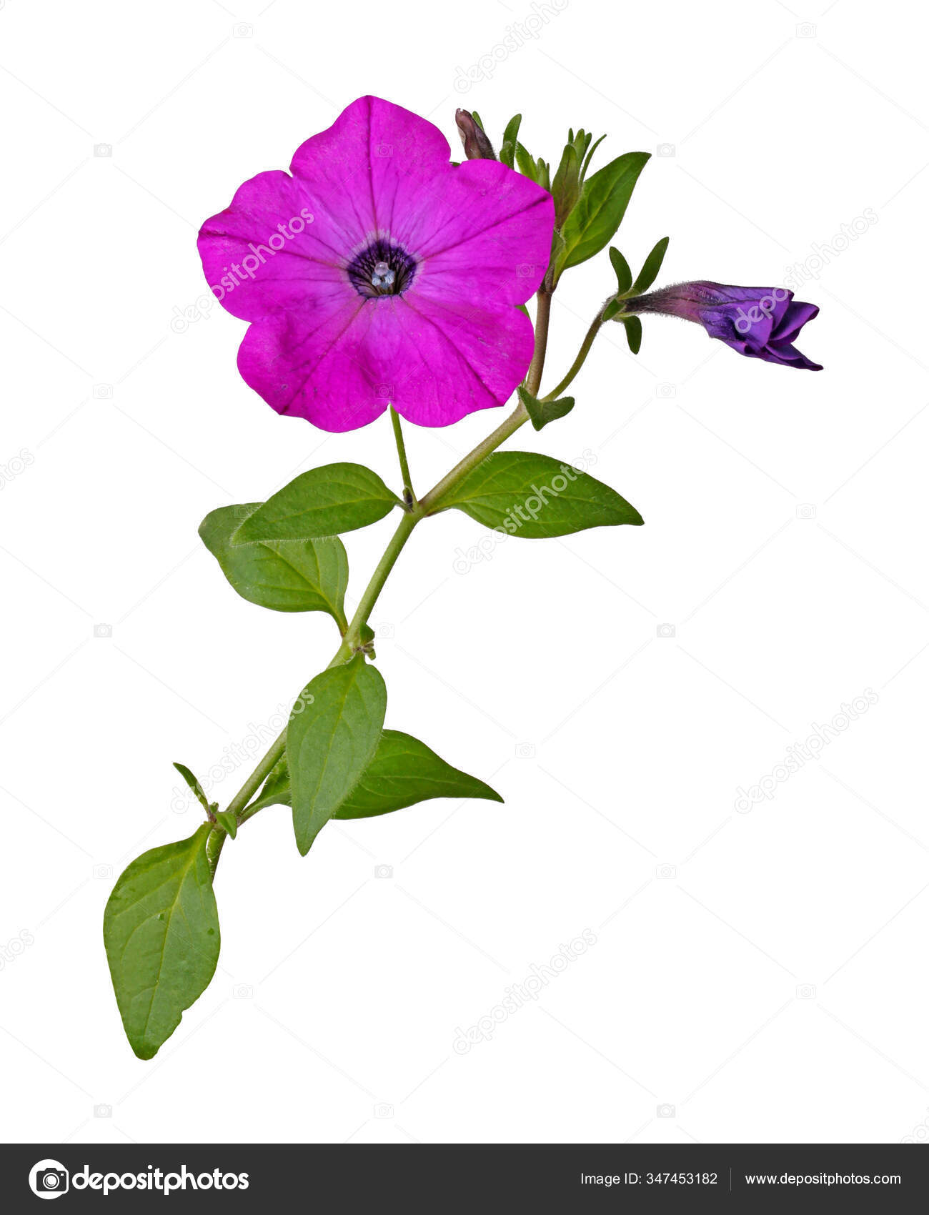 Single Stem Bright Magenta Flower Developing Bud Petunias Petunia ...