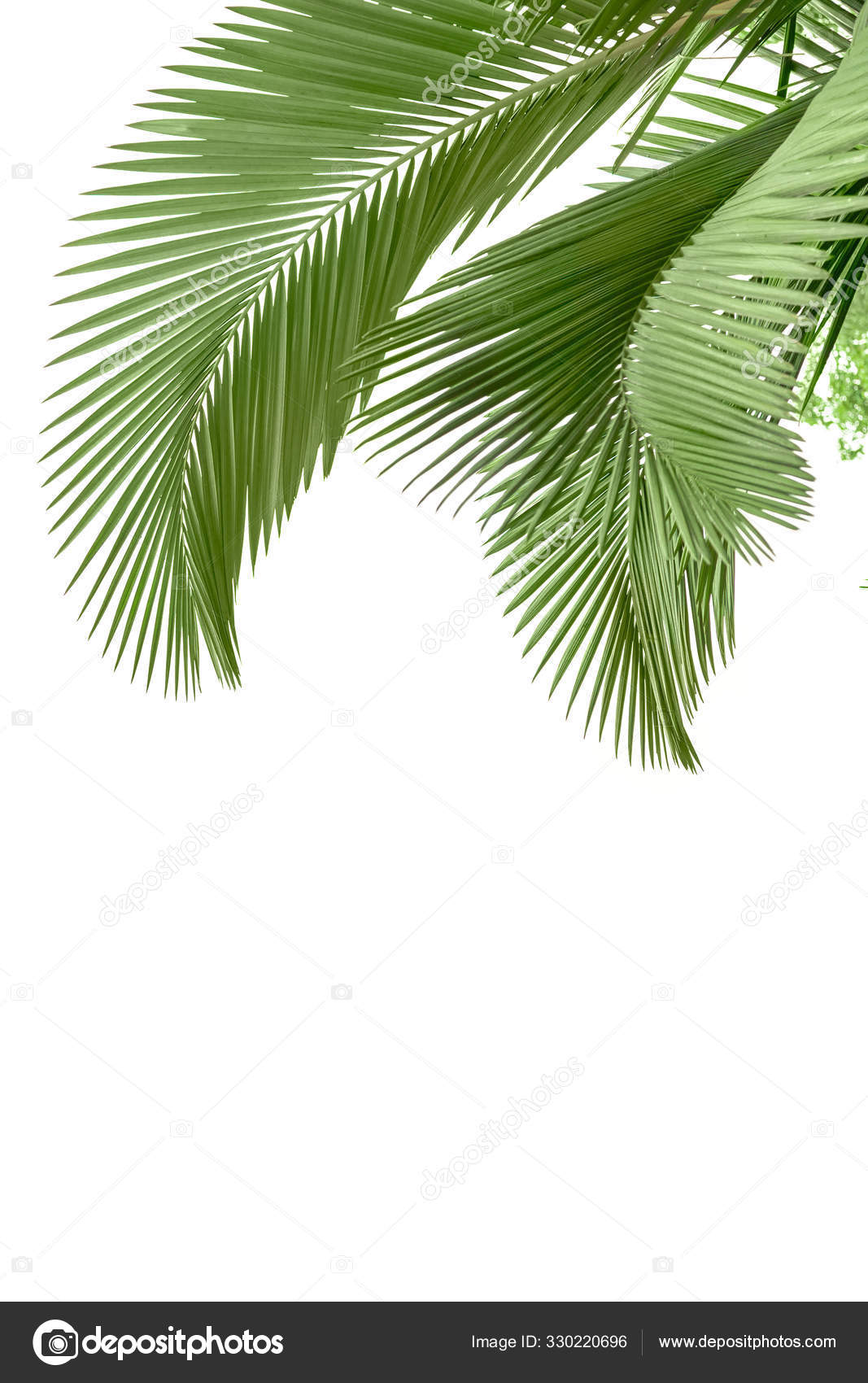 Plam leaves isolated on white — Stock Photo © khuang #330220696