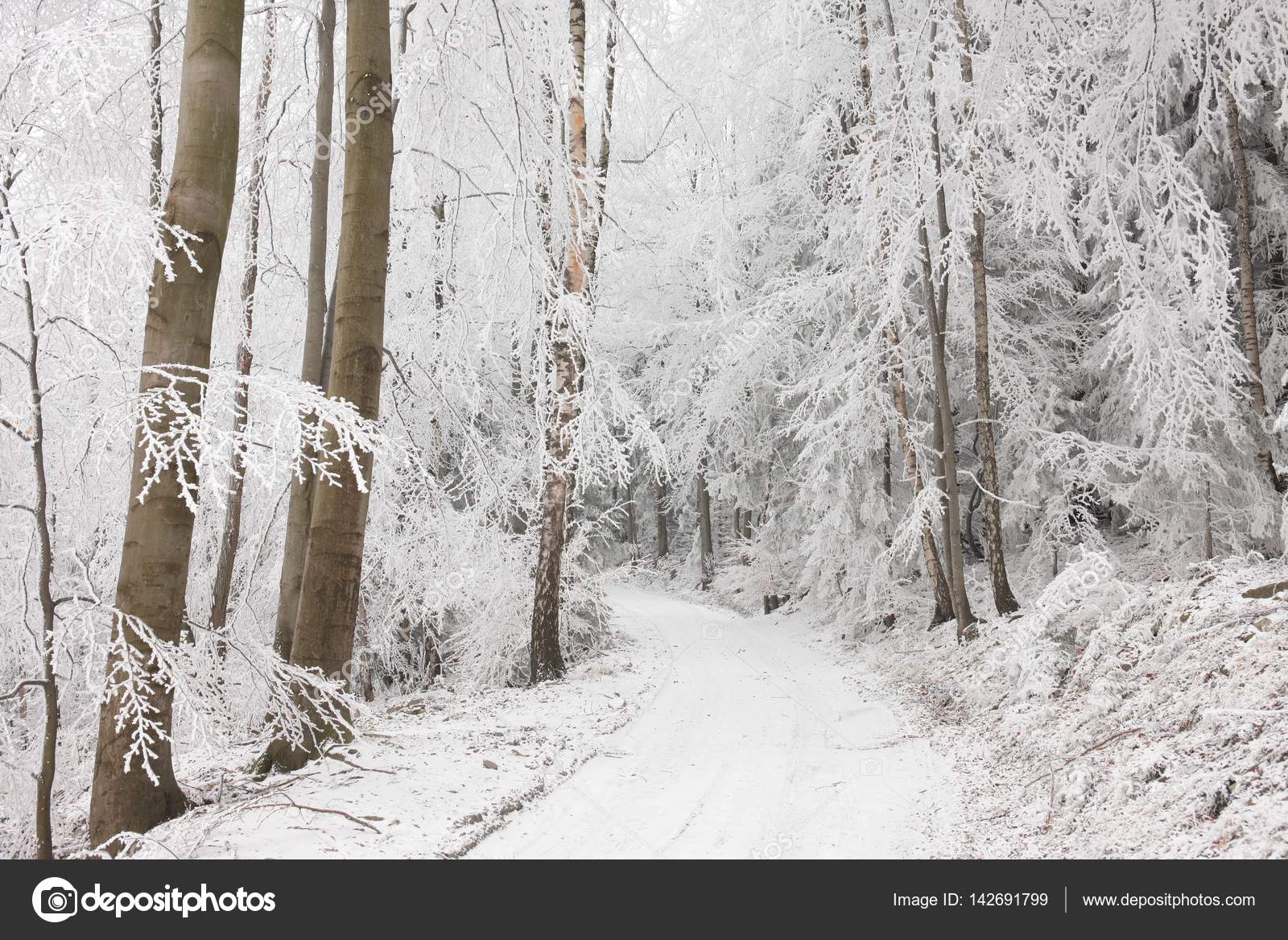Forest path in winter scenery Stock Photo by ©nature78 142691799
