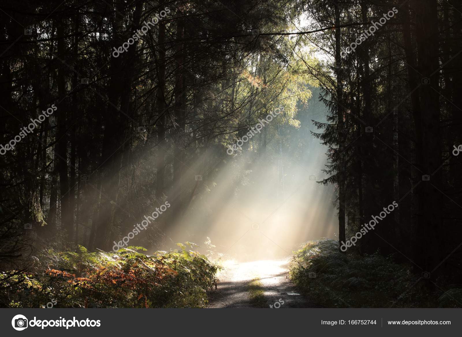 Sunrise Forest Path