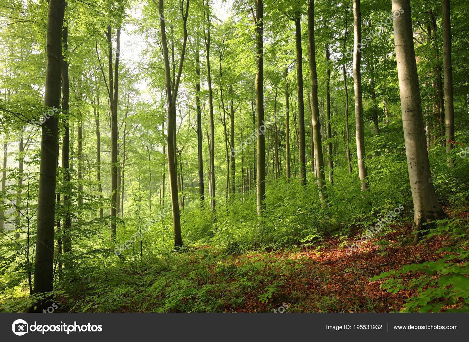 Bosque Haya Primavera Iluminado Por Sol Mañana — Foto de stock ...