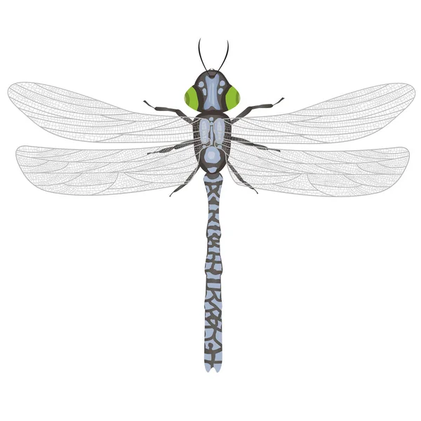 Bunte fliege Stock-Vektorbilder | Depositphotos