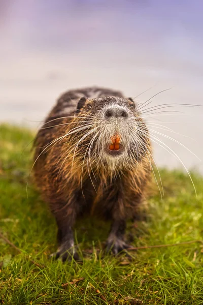 Eurasian beaver Stock Photos, Royalty Free Eurasian beaver Images ...