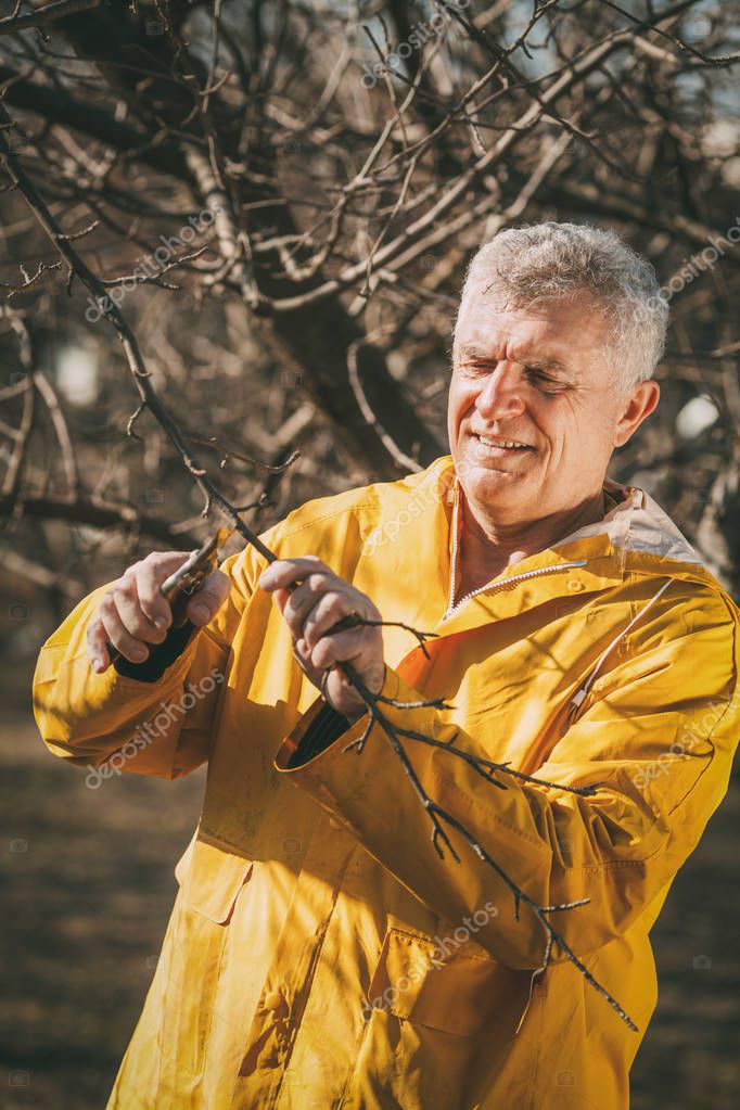 Pruning In The Orchard Stock Photo by ©MilanMarkovic 130083620