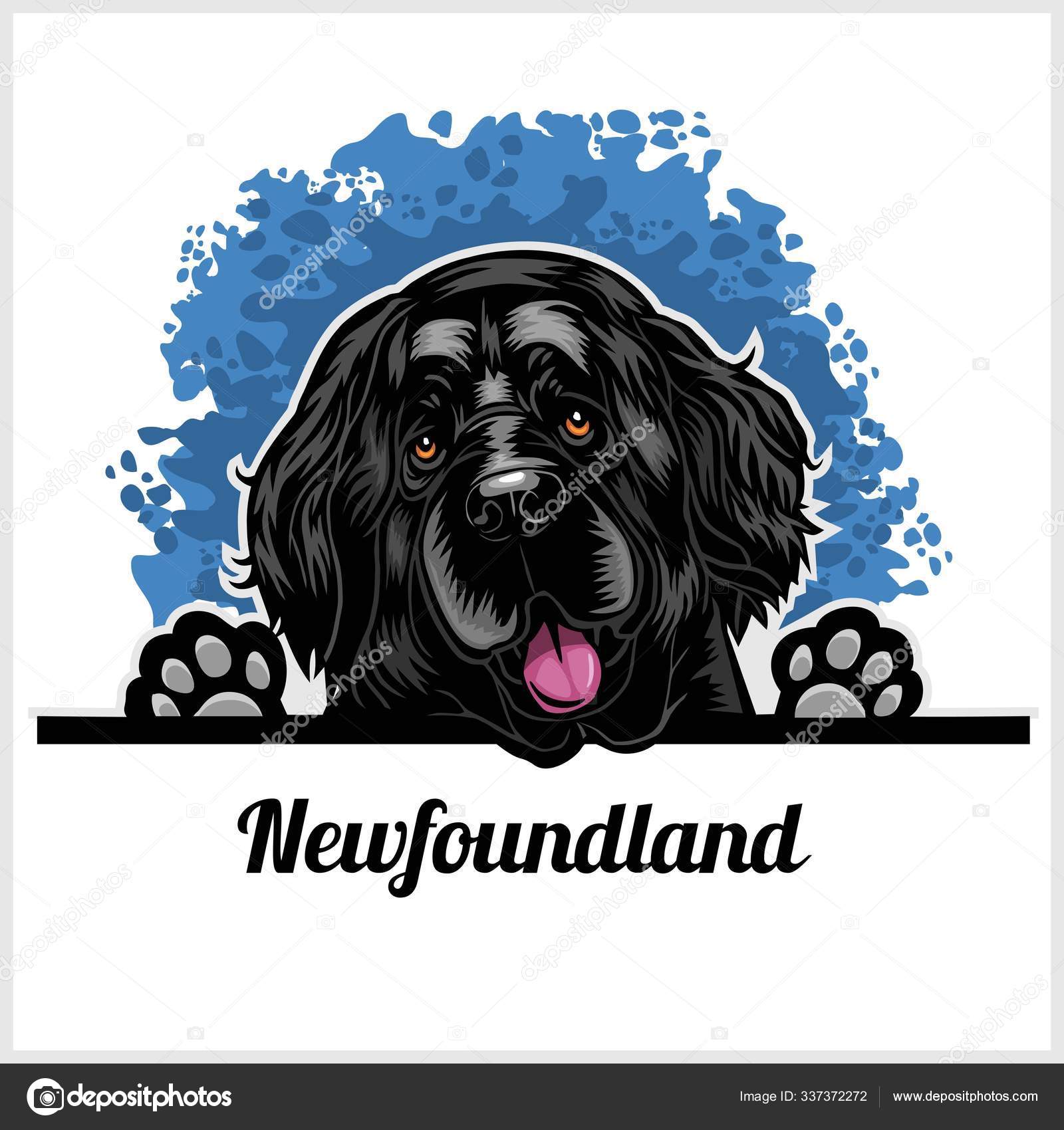 Color dog head, Newfoundland breed on white background Stock Vector ...