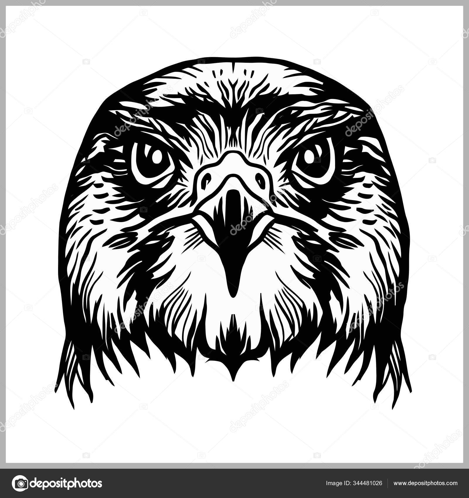 Hawk head vector. Predatory bird isolated on white. Stock Vector by ...