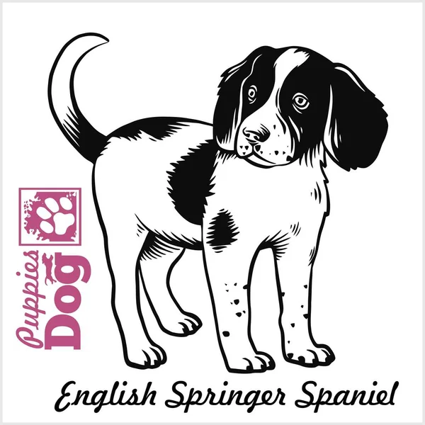 Springer spaniel head, Royalty-free Springer spaniel head Vector Images ...