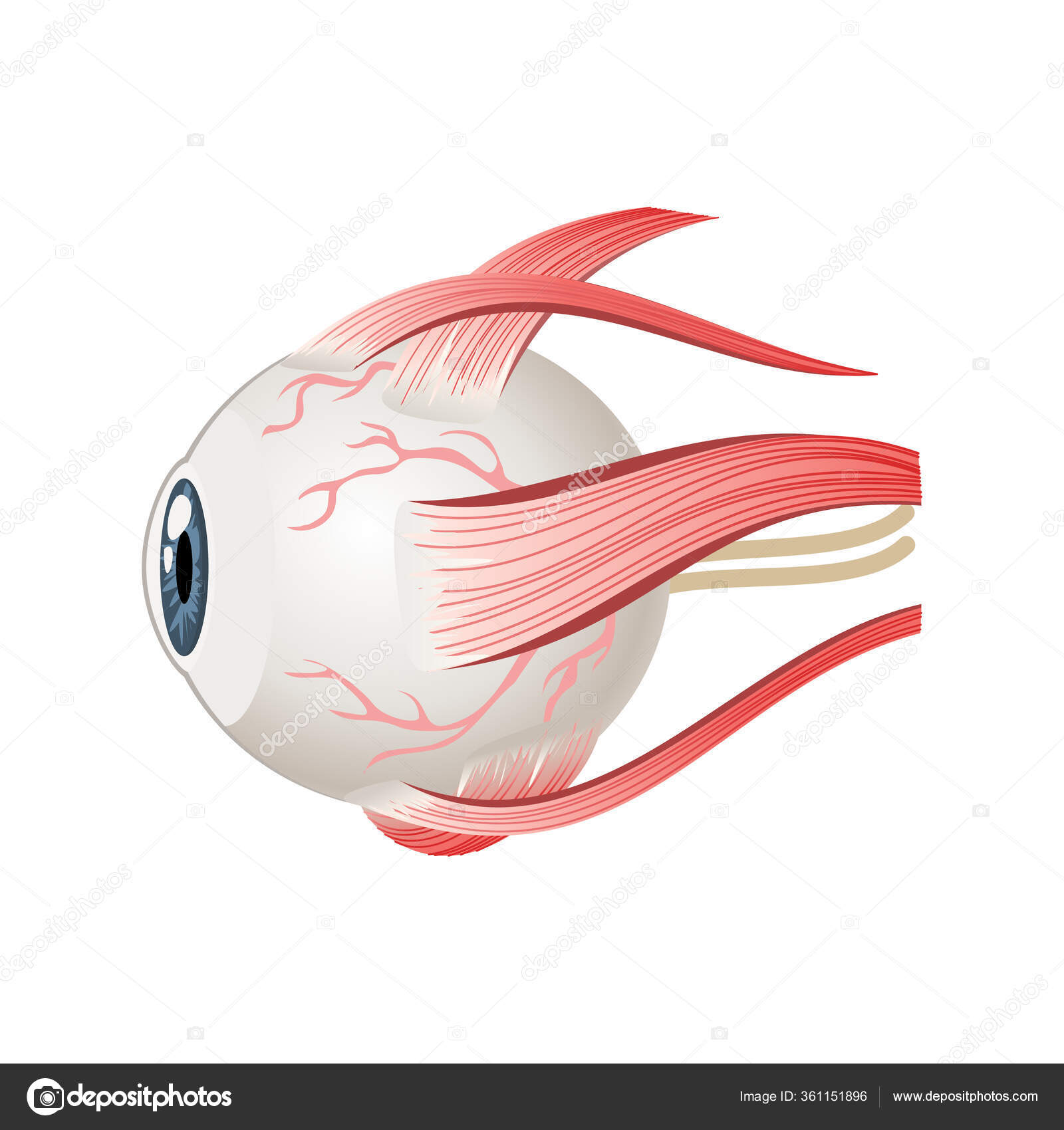Symbol očních svalů. Oční anatomie v postranním pohledu. Vektorové ...