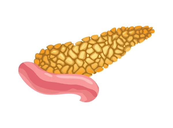 Human Pancreas Images - Search Images on Everypixel