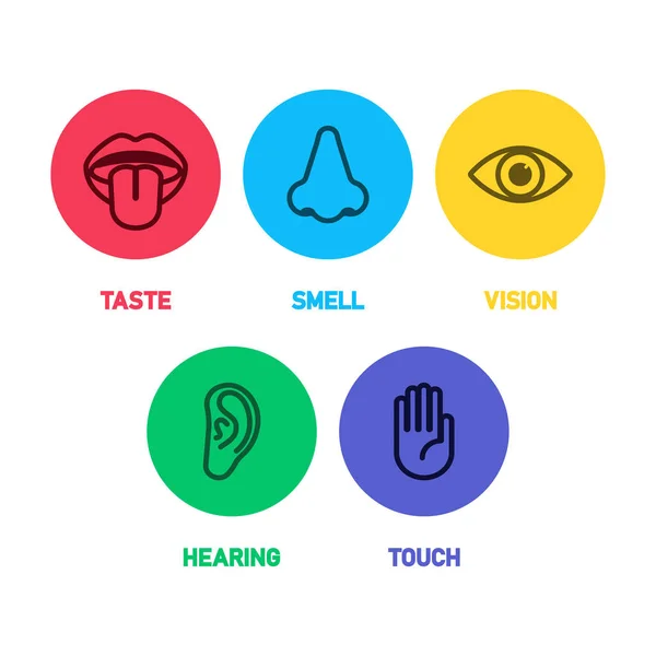 Human body senses line vector line icons Stock Vector Image by ...