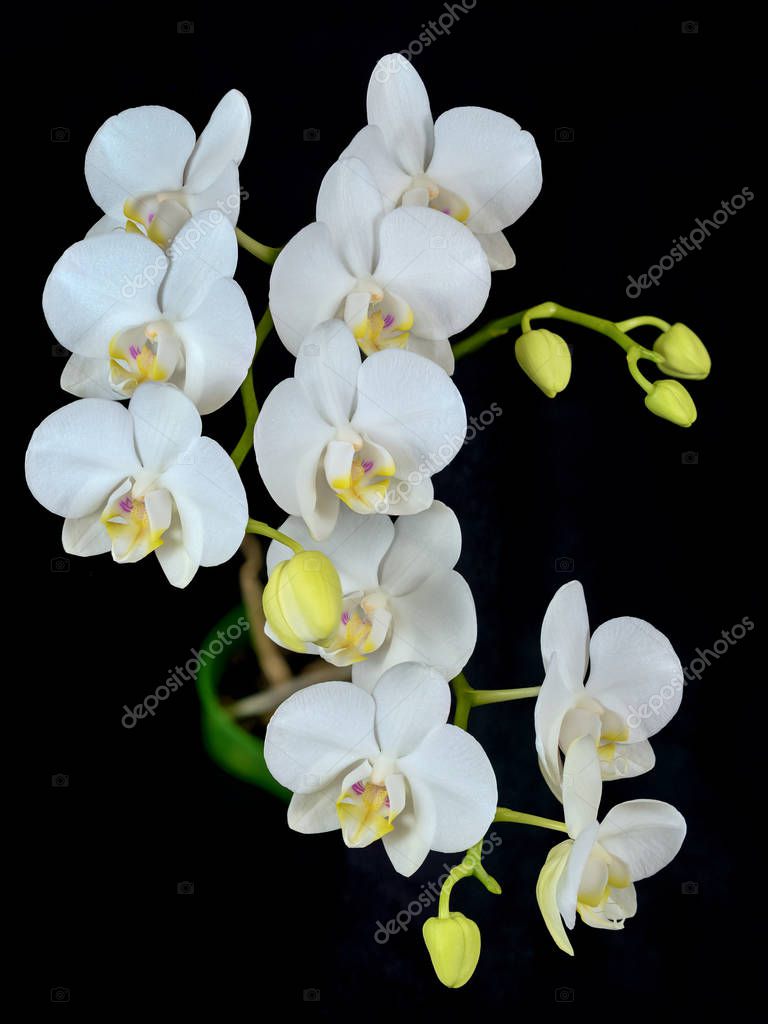 La orqu dea phalaenopsis floreciente es blanca con hojas densas en una ...