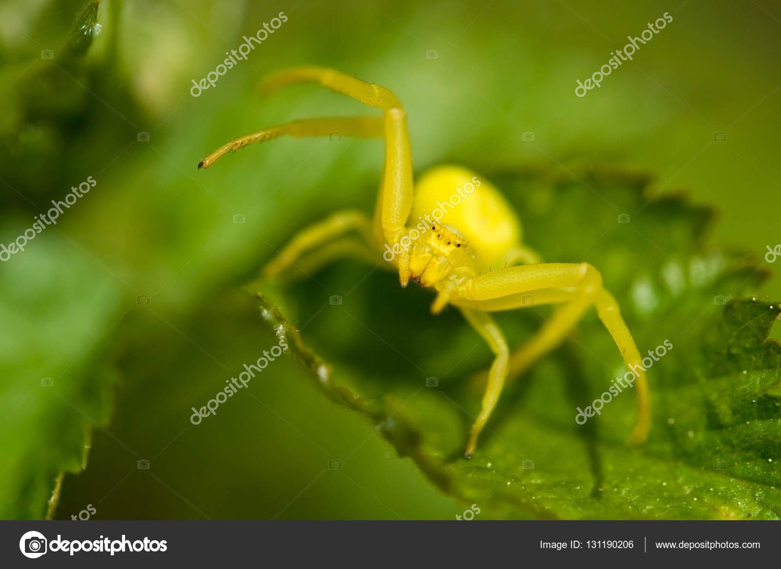 Yellow Jumping Spider